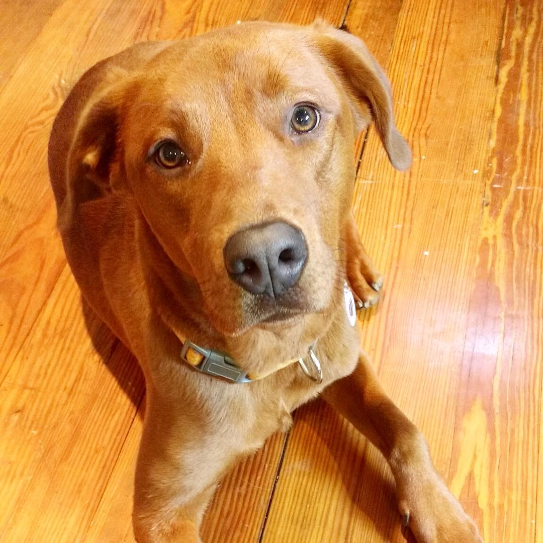 K9 4 Keeps